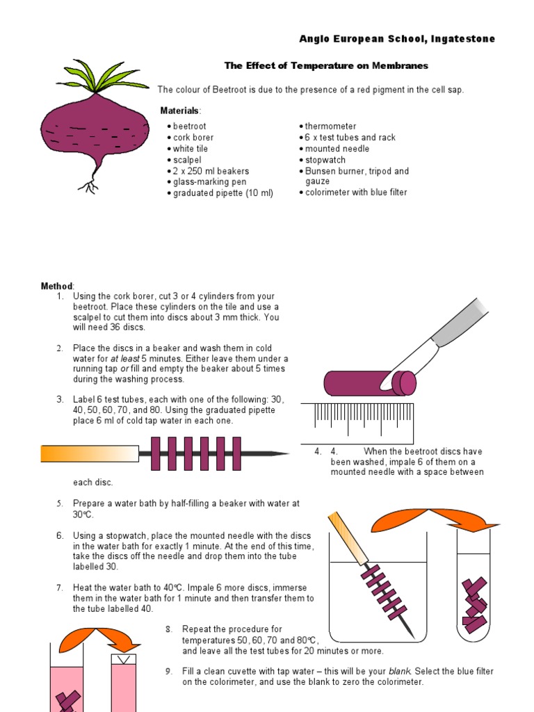 Beetroot Membrane Permeability Experiment | PDF | Cooking, Food & Wine ...