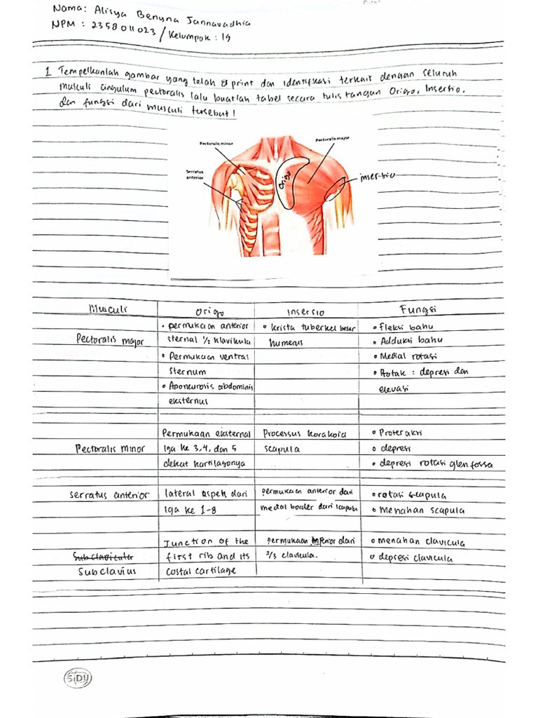 Anat - Ekstremitas Superior (Otot Dan Vaskular) | PDF