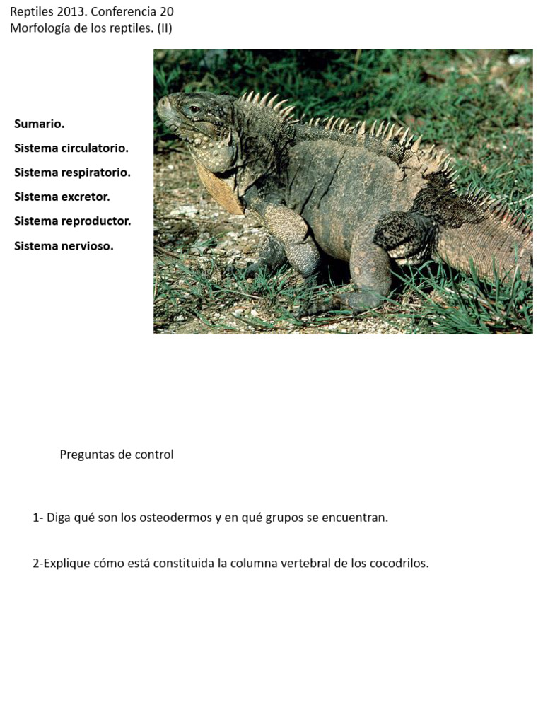 Morfología y sistemas de reptiles 2013 | PDF