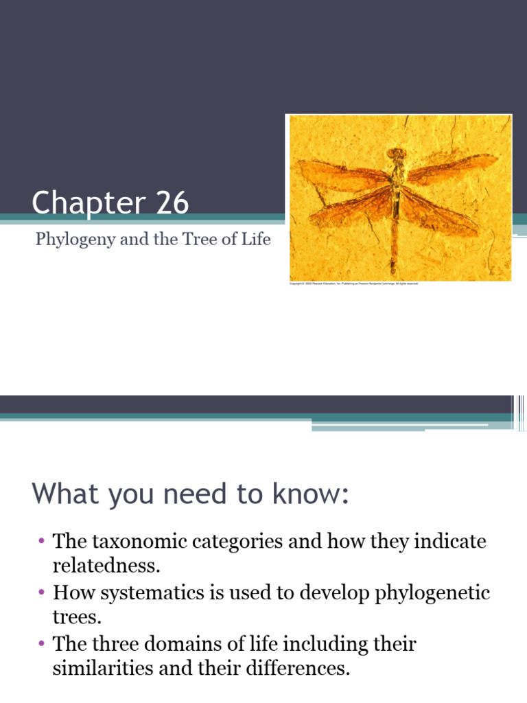 Phylogeny and The Tree of Life | PDF | Taxonomy (Biology ...