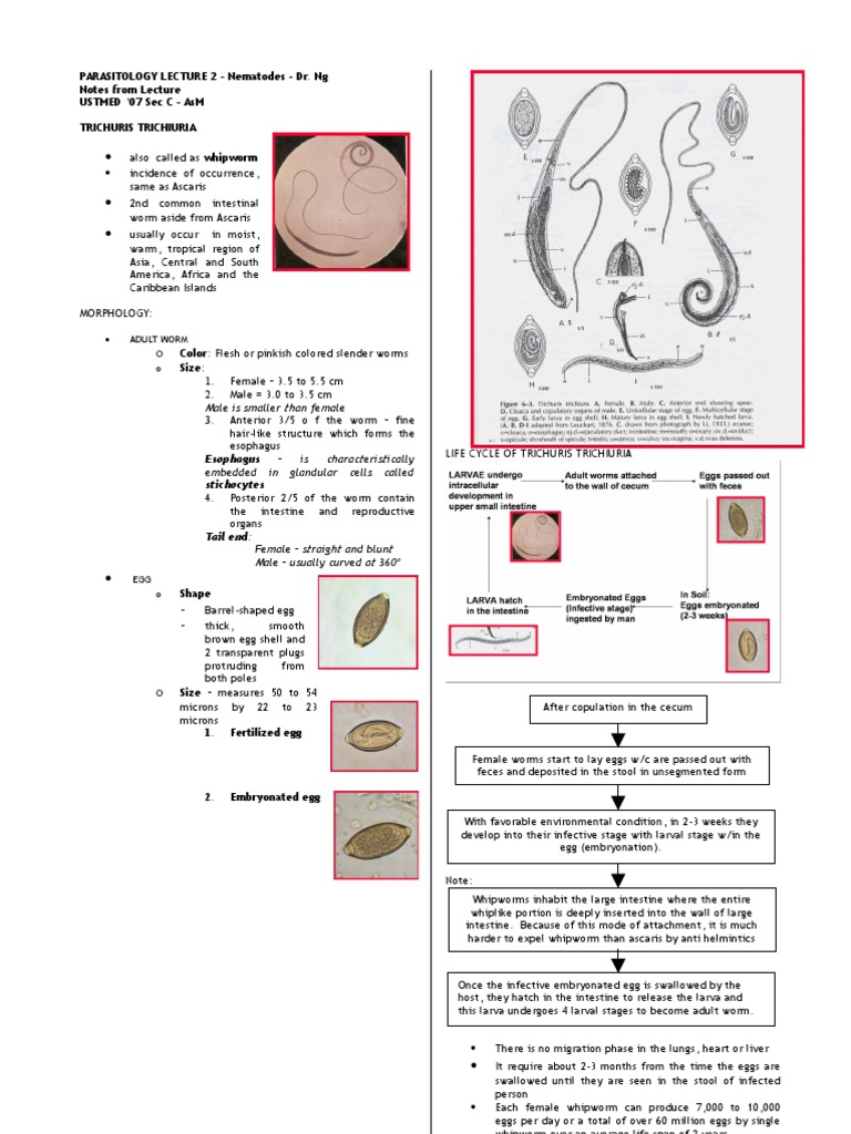 Parasitology Lec 2 Nematodes 1 Medical Specialties Clinical Medicine
