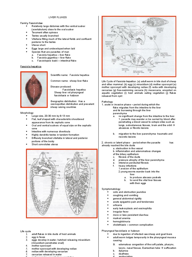 Liver Flukes: Fasciola & Clonorchis Overview | PDF | Liver | Diseases ...