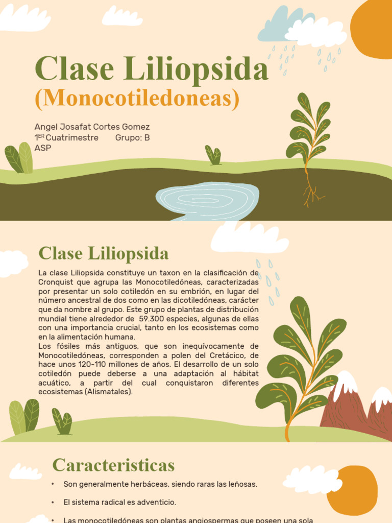Clase Liliopsida | PDF