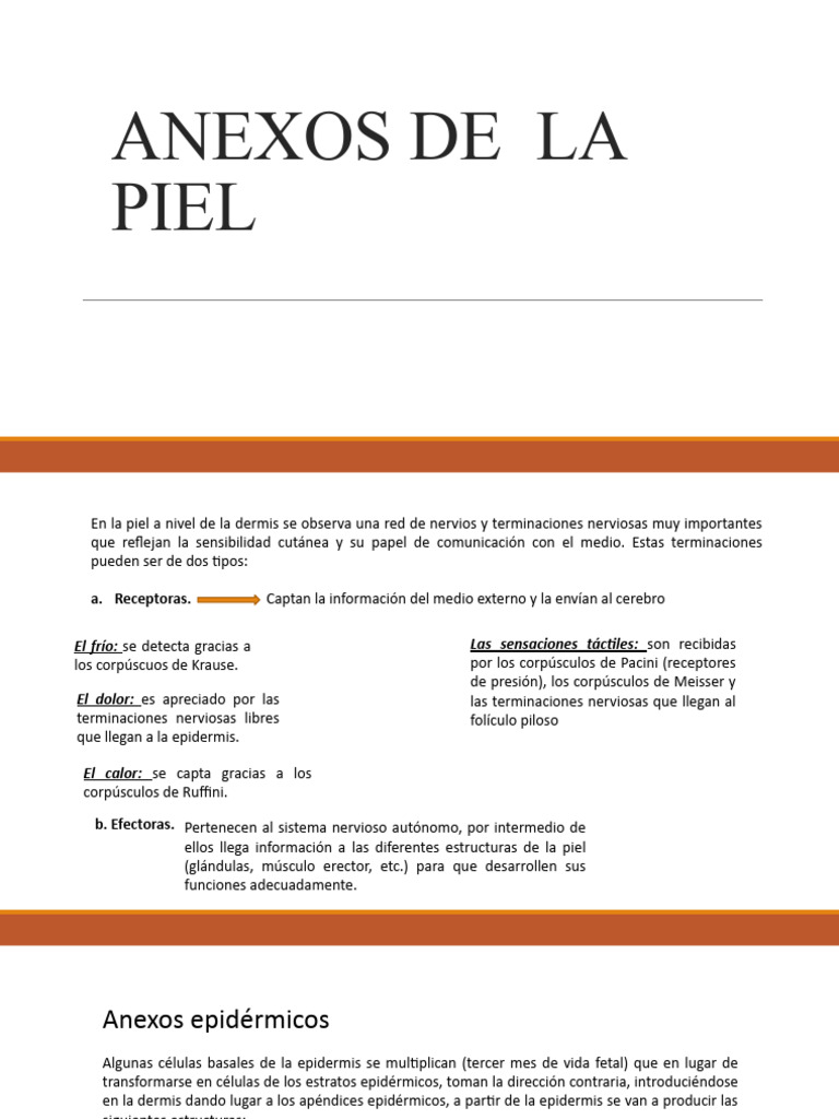 Anexos de La Piel | PDF