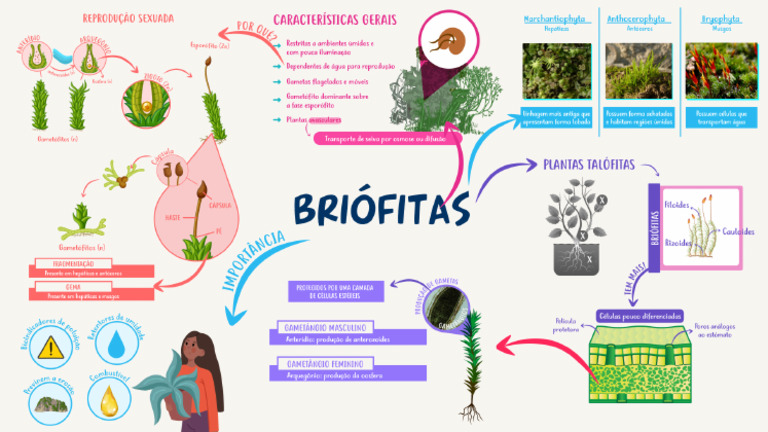 BRIOFÍTAS | PDF