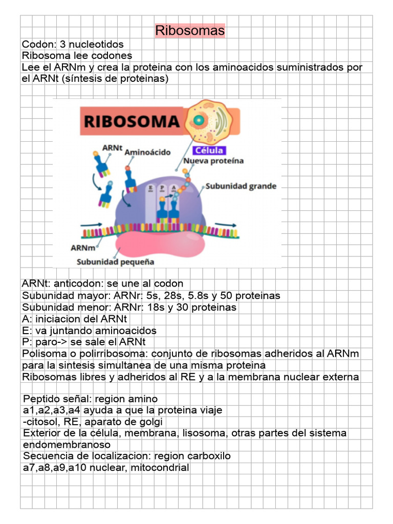 Ribosomas | PDF
