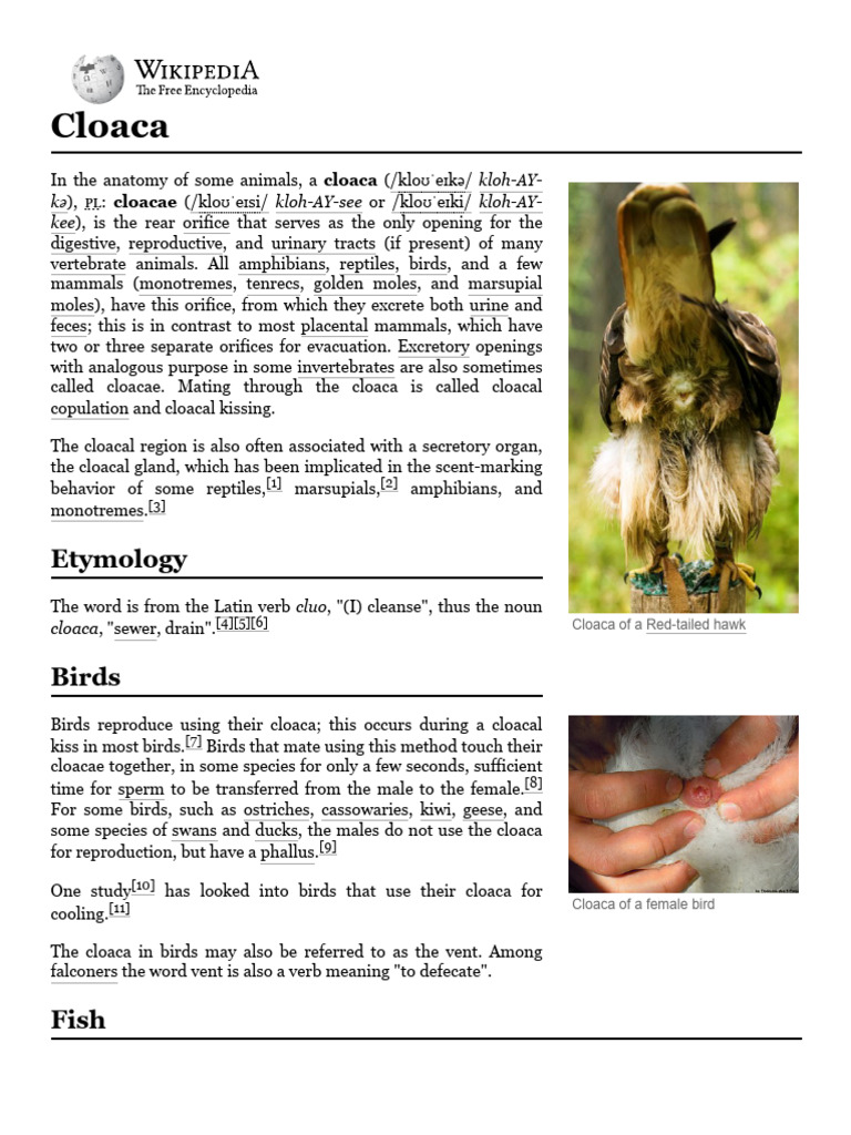 Cloaca | PDF | Science & Mathematics