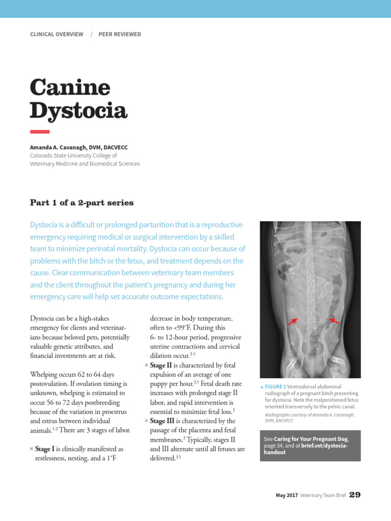 Canine Dystocia: Diagnosis & Treatment | PDF | Childbirth | Pregnancy
