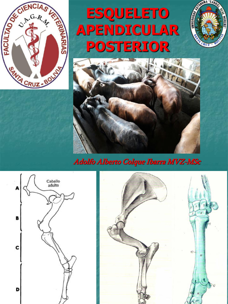 Anatomía Veterinaria 8 | PDF