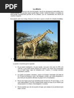 Historia de Las Jirafas | PDF | Evolución