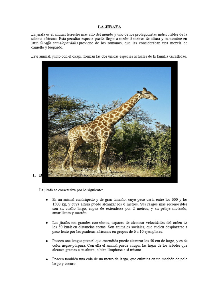 La Jirafa | PDF
