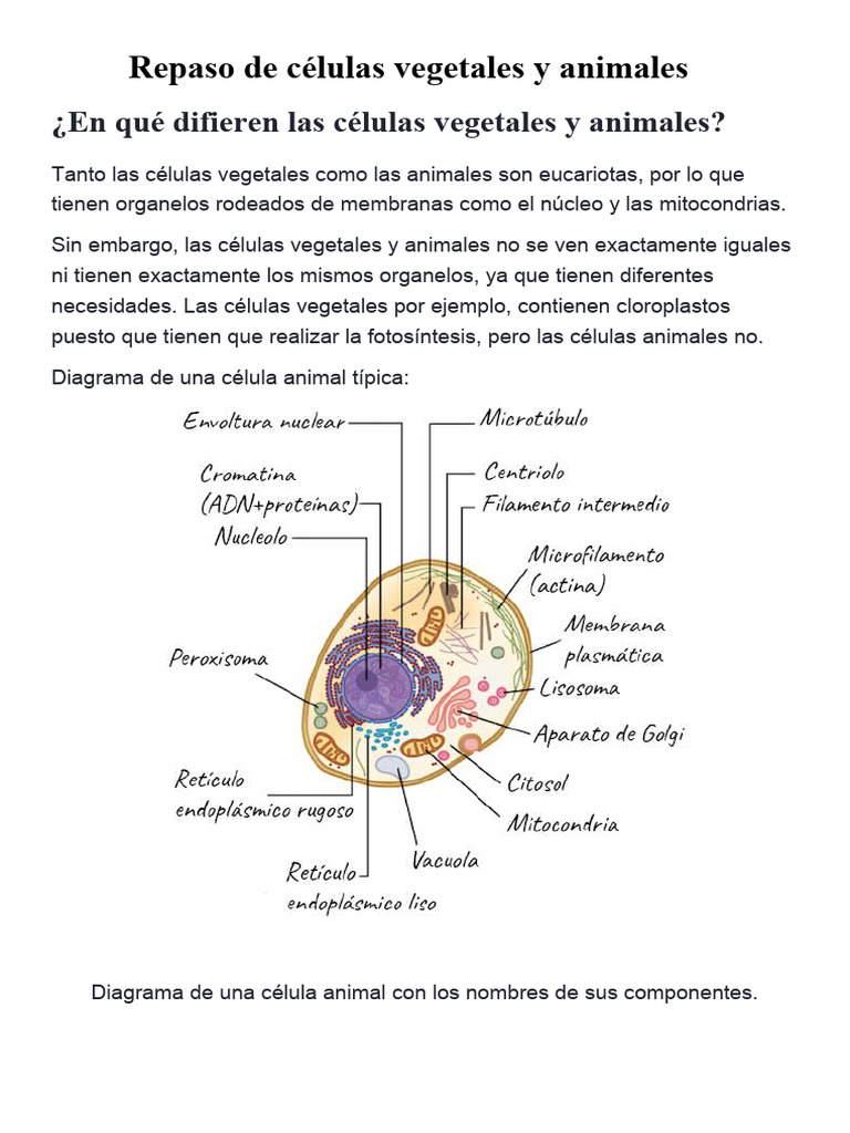 Repaso de Células Vegetales y Animales | PDF