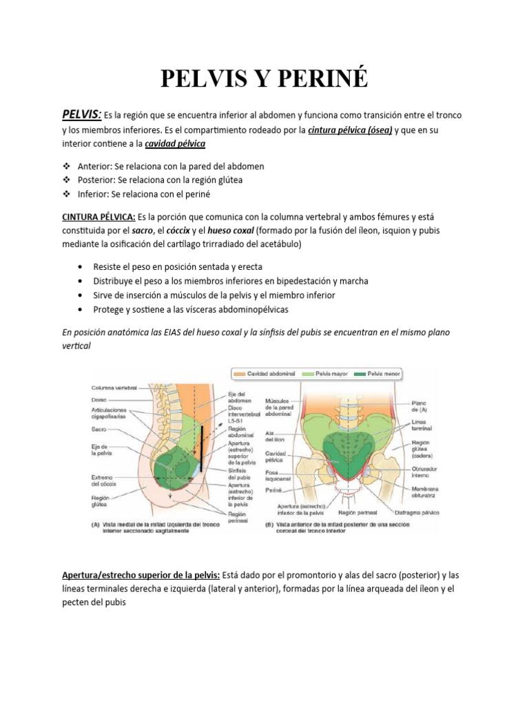 Pelvis y Periné | PDF | Pelvis | Anatomía humana