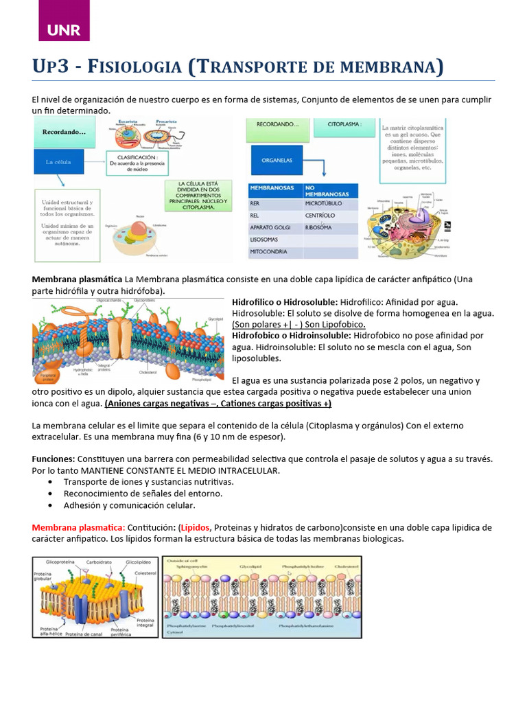 Up3 - FISIOLOGIA - TRANSPORTE DE MEMBRANA | Descargar gratis PDF ...
