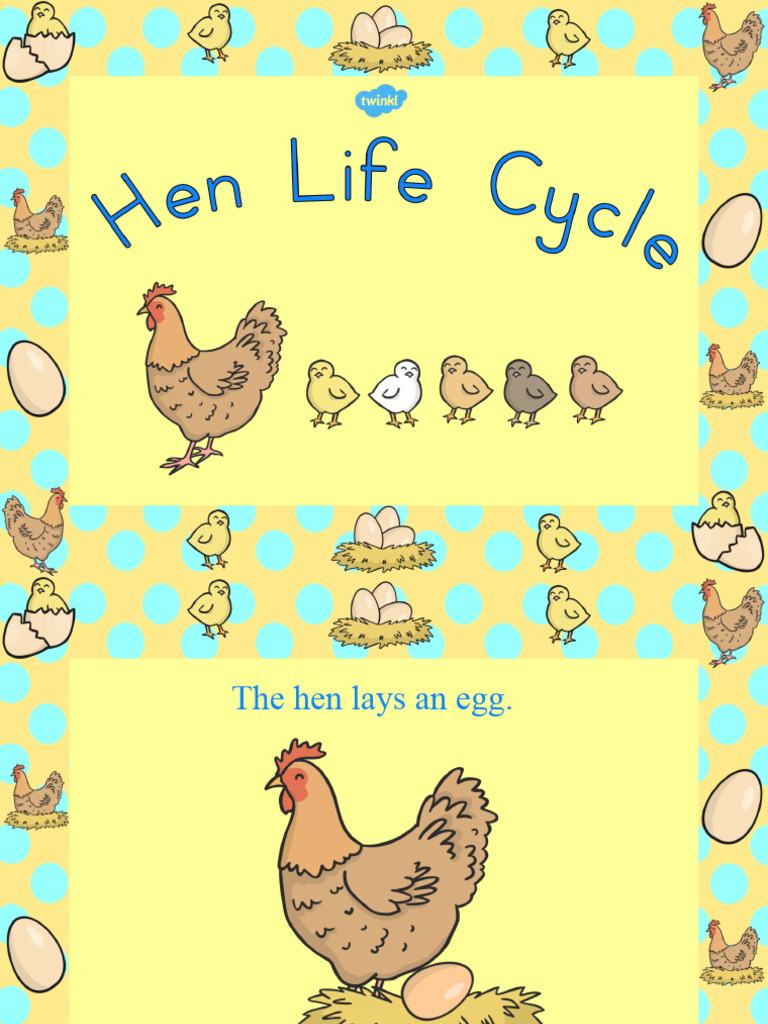 AU T 3107 Chicken Life Cycle Powerpoint | PDF