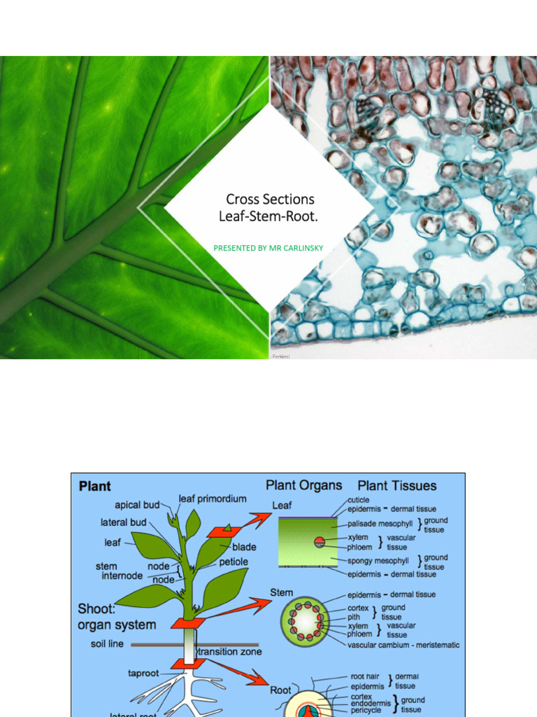 Cross Sections of Leaf Stem and Root | PDF | Leaf | Plant Stem