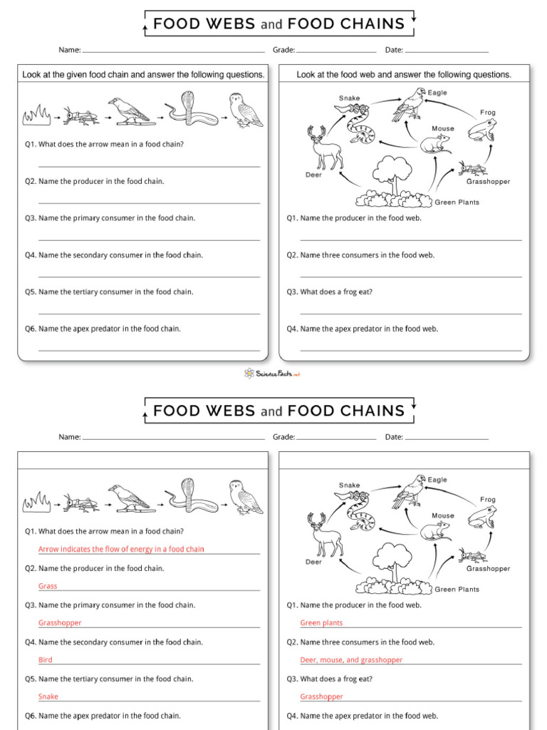 Food-Webs-and-Food-Chains-Worksheet | PDF