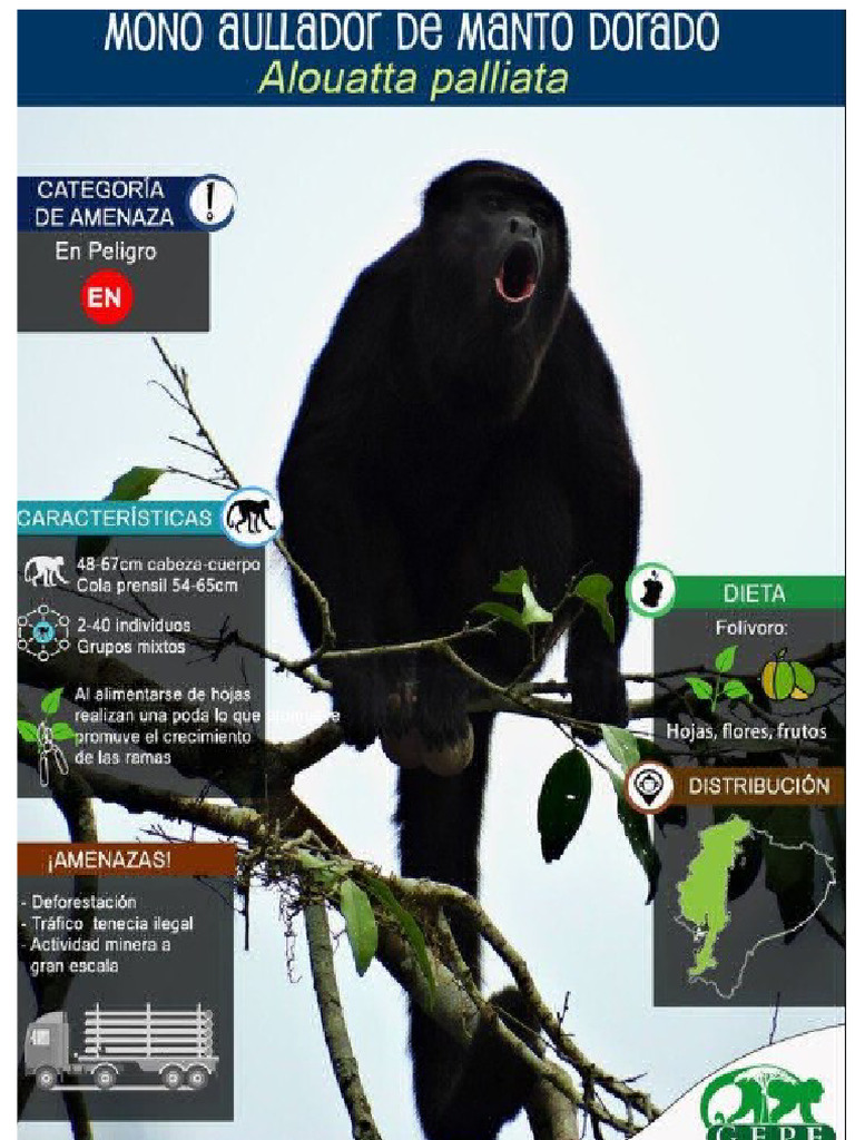 Imagen Del Mono Choro de Cola Amarilla | PDF