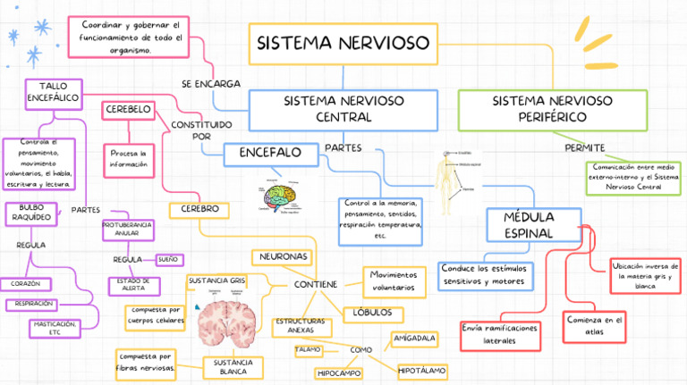 Mapa Conceptual Del Sistema Nervioso | PDF