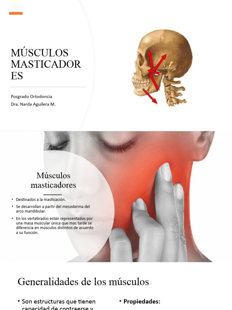 Músculos Masticadores - 3 Clase | PDF