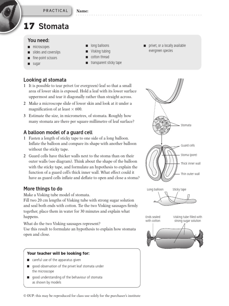 IGCSE BIO - TB Practical Activities17 | PDF | Stoma | Balloon