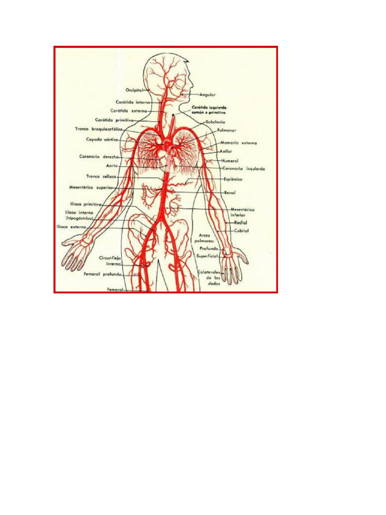 Arterias y Venas | PDF