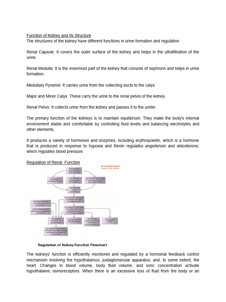 Kidney Structure and Function Guide | PDF