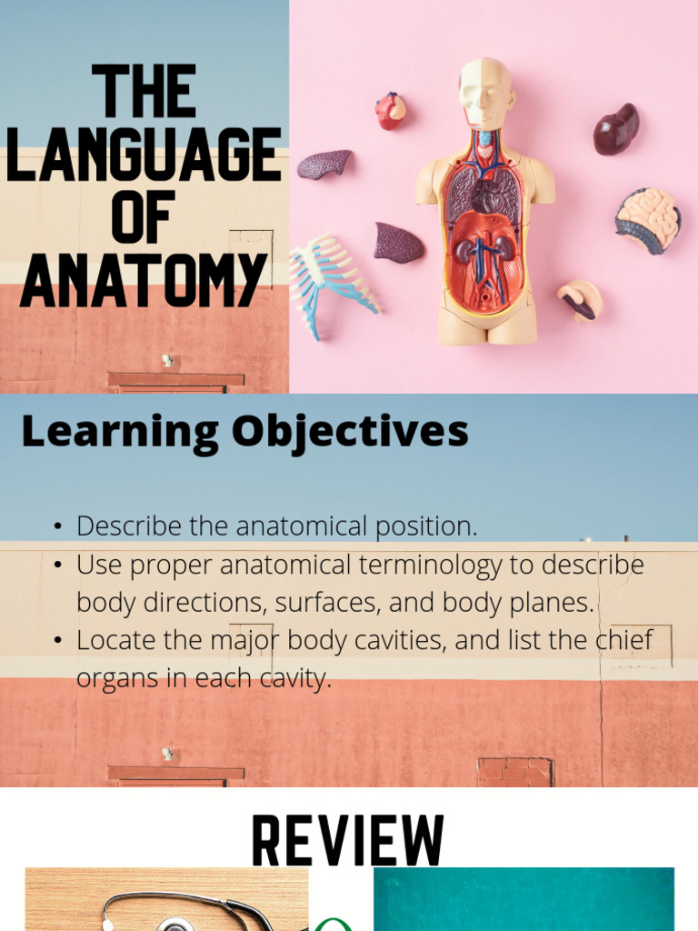 The Language of Anatomy | PDF