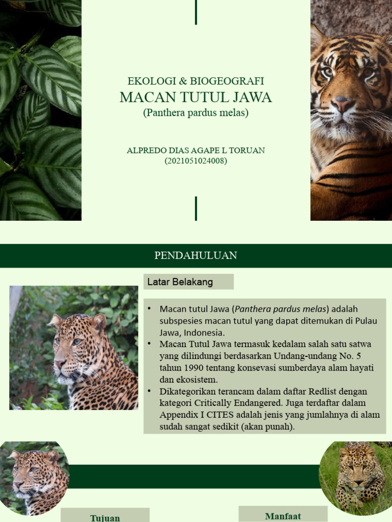 Ekologi Dan Biogeografi Macan Tutul Jawa | PDF