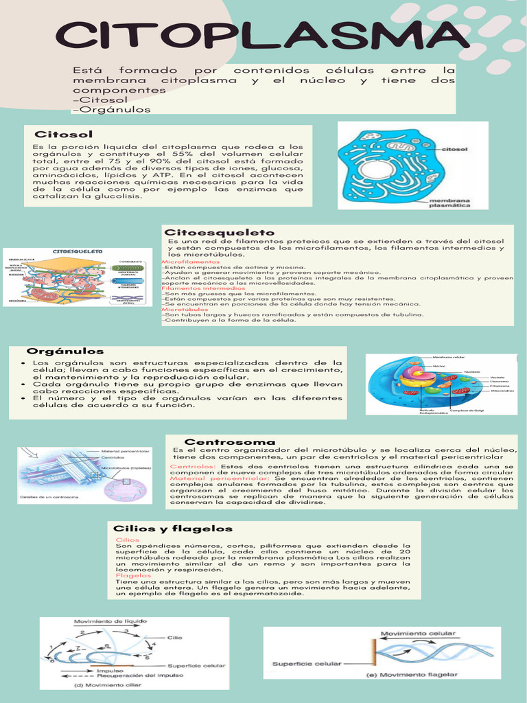 Citoplasma Flash Card N.2 | PDF