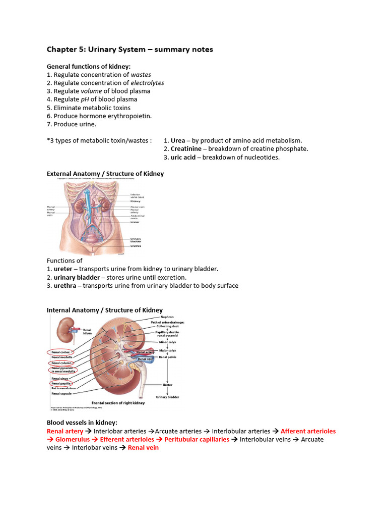 Chapter 5 - Urinary System - Summary Notes | PDF
