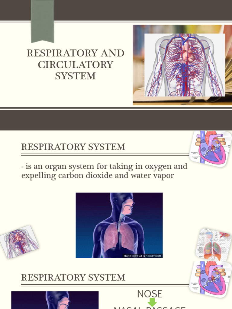 Respiratory and Circulatory System | PDF