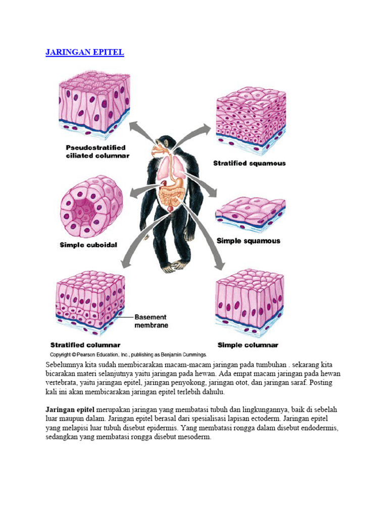JARINGAN EPITEL | PDF