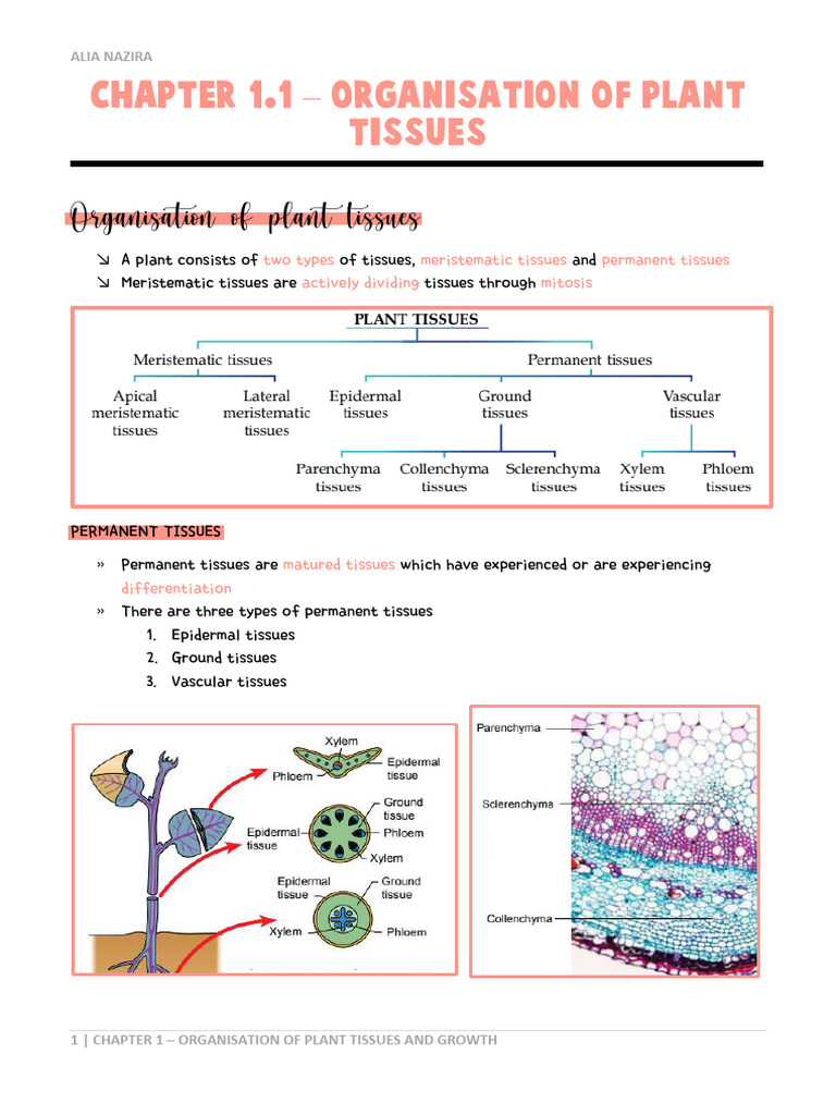 CHAPTER 1 Biology | PDF | Tissue (Biology) | Plant Stem