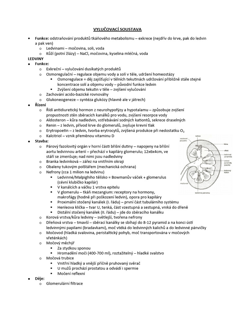 Bio 22 - Vylučovací Soustava, Kůže, Termooregulace Člověka | PDF