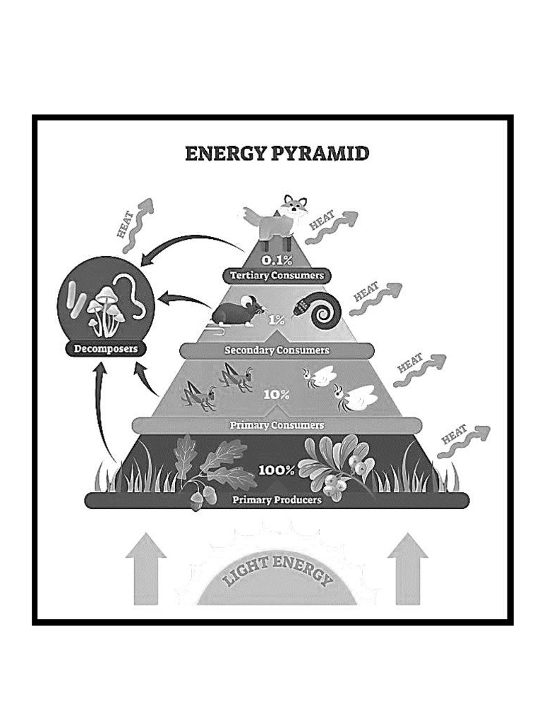 Pyramid of Number | PDF
