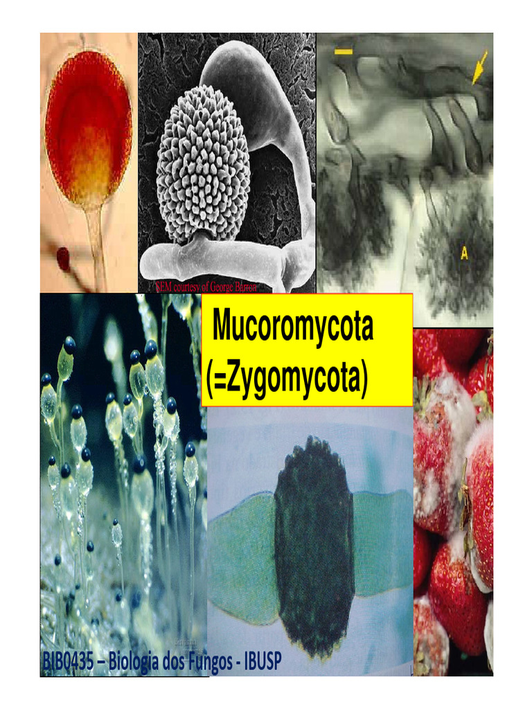 Mucoromycota 2020 Moodle | PDF