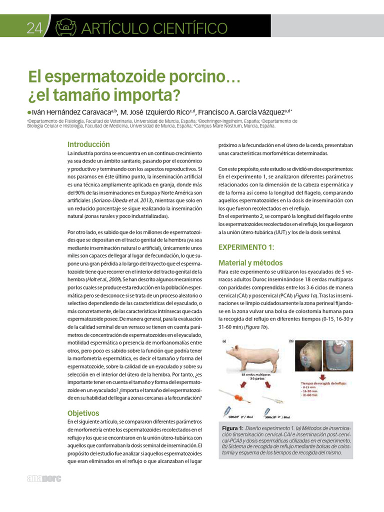 El Espermatozoide Porcino | PDF | Sistema reproductivo | Anatomia animal