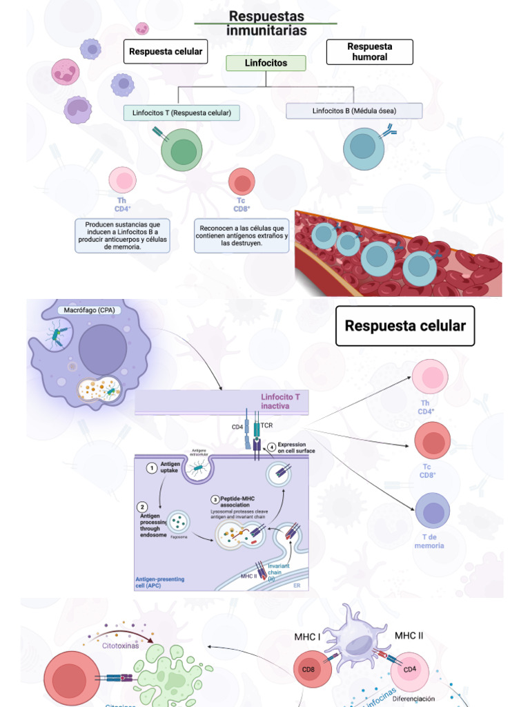 Inmunidad Celular y Humoral | PDF