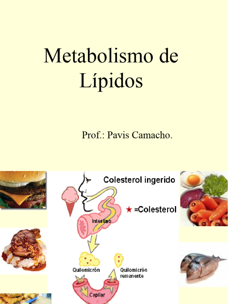 Metabolismo de Lipidos | PDF | Triglicéridos | Lípido