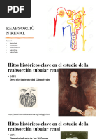 Anatomía y Función Del Túbulo Contorneado Distal (Autoguardado) | PDF ...