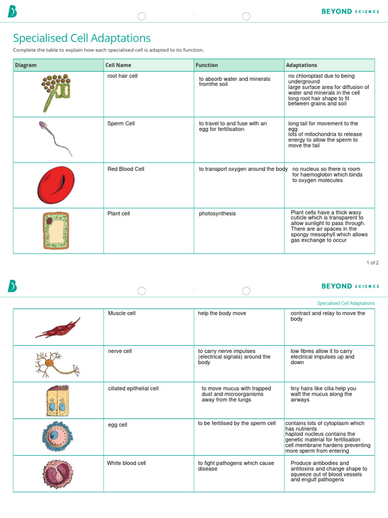 Specialised Cell Adaptations Worksheet | PDF