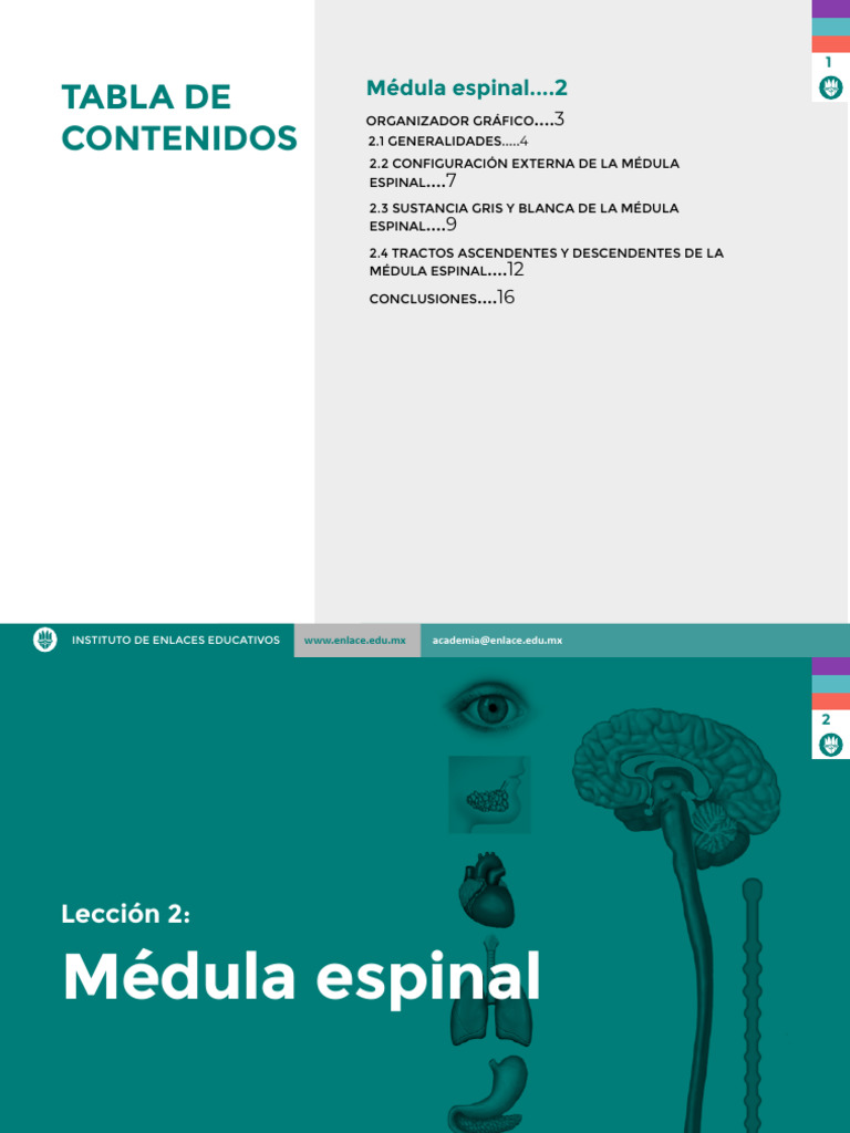 Médula Espinal | PDF | Médula espinal | Materia gris