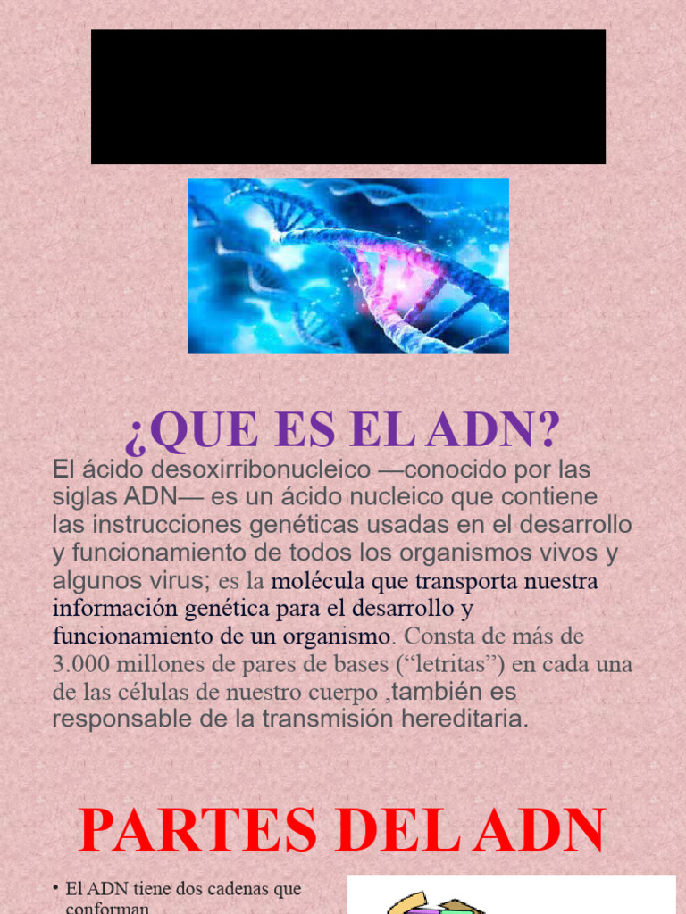 Estructura y Tipos de ADN | PDF
