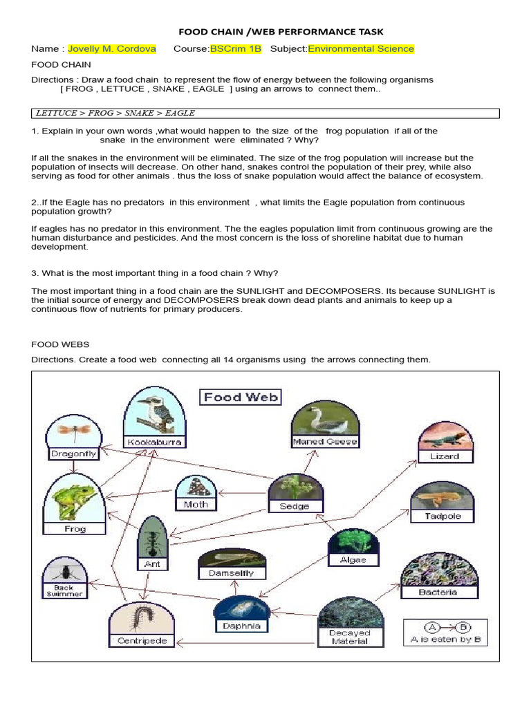 Food Chain Web Performance Tasks | PDF