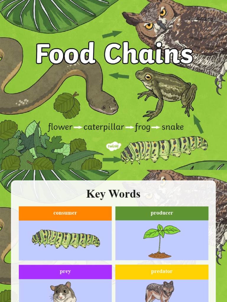 T2 S 219 Food Chain Powerpoint - Ver - 2 | PDF