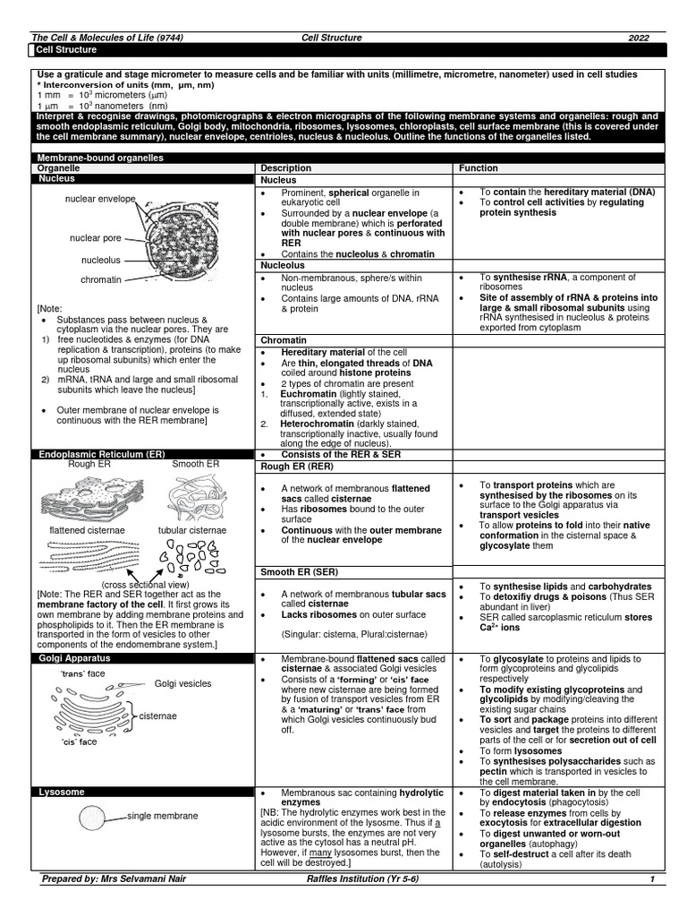 5) Cell Structure Summary - 9744 - 2022 | PDF | Endoplasmic Reticulum ...