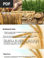 Flower Biology of Wheat 1 | PDF