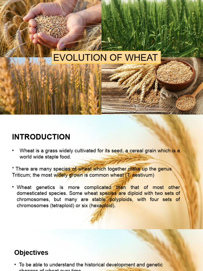 Wheat | PDF | Wheat | Crops