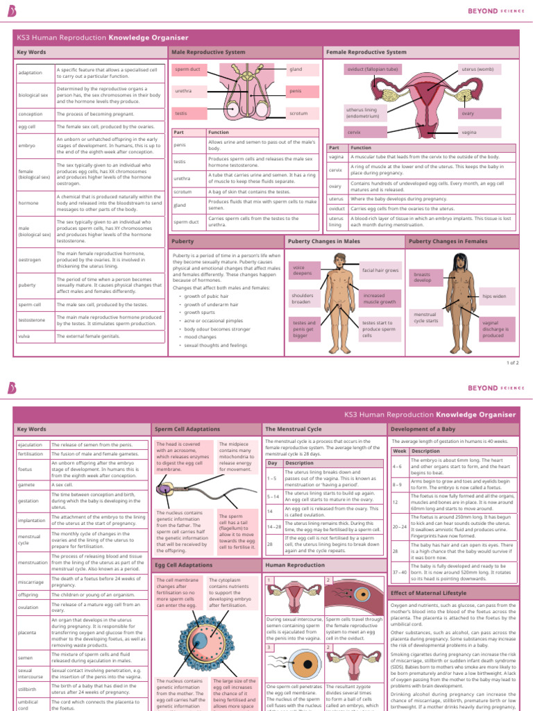 TWINKL Knowledge Organiser | PDF | Menstrual Cycle | Reproductive System